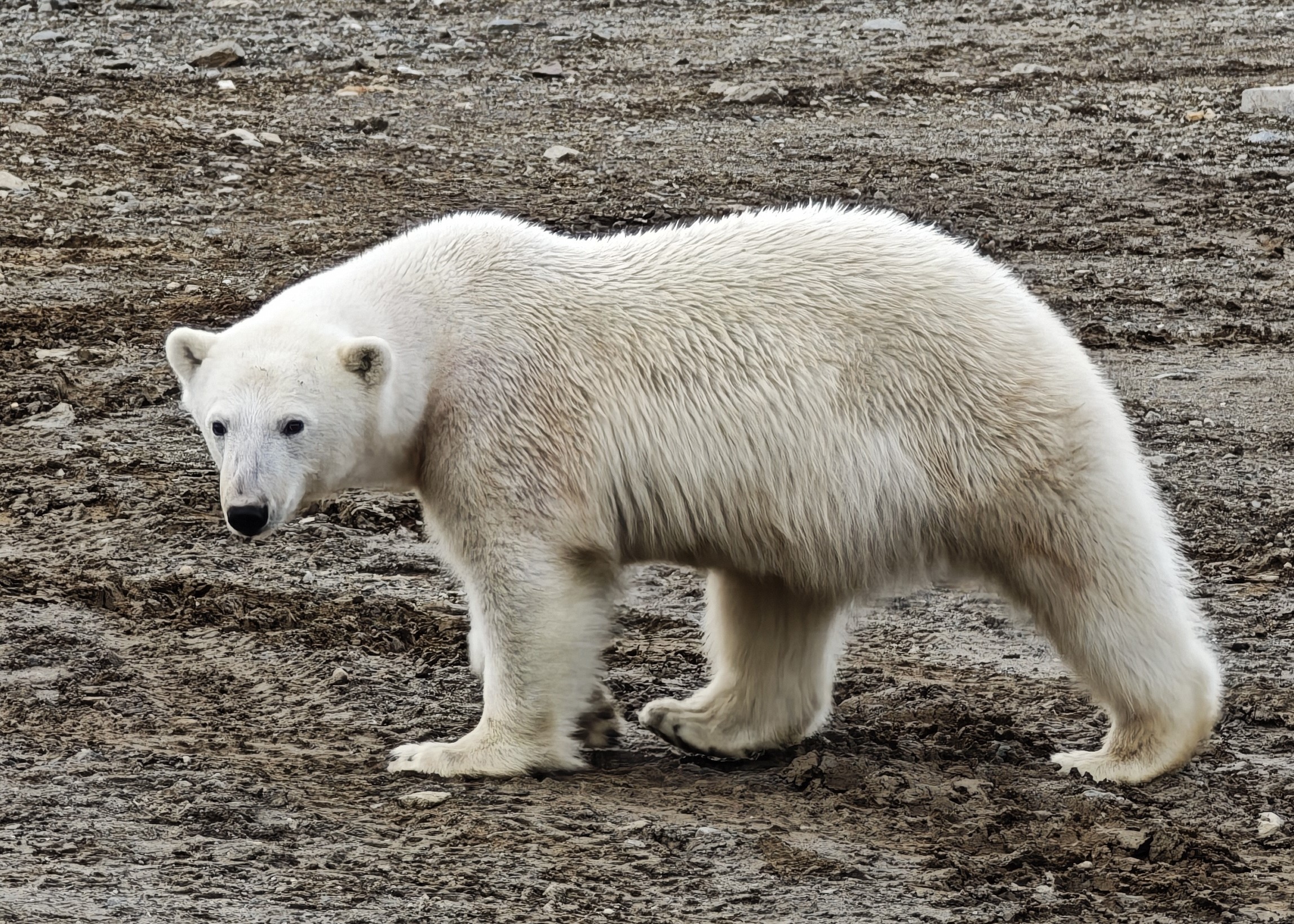 Polarnik: niedźwiedzie polarne wyznaczają rytm wyjść w teren | Nauka w ...