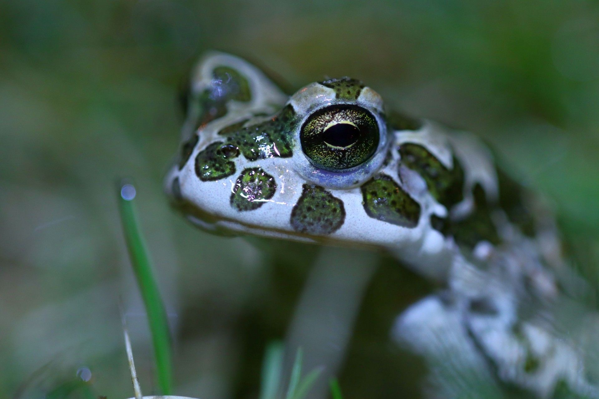 Naukowcy oszacowali wielkość populacji ropuchy zielonej w Poznaniu ...