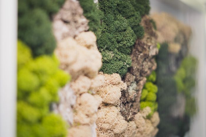 Lichenolog: porosty to fenomen przyrody | Nauka w Polsce