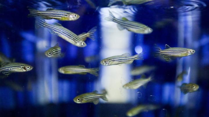 Danio pręgowany - mała rybka, która pomaga poznać ludzkie choroby ...