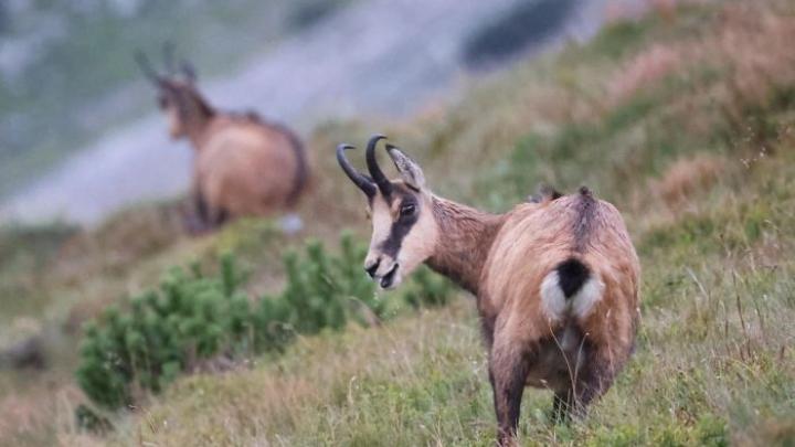 TPN: coraz mniej kozic w Tatrach. Wiosną naliczono 740 osobników. 10 ...
