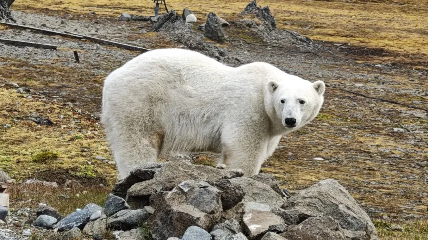 Polarnik: niedźwiedzie polarne wyznaczają rytm wyjść w teren | Nauka w ...